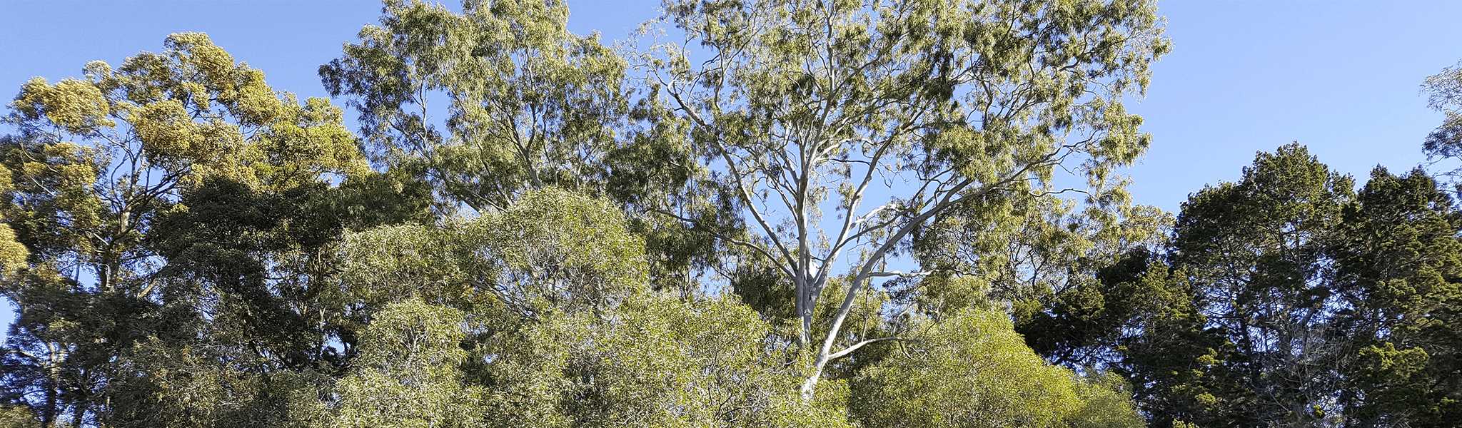 Carbrook State School